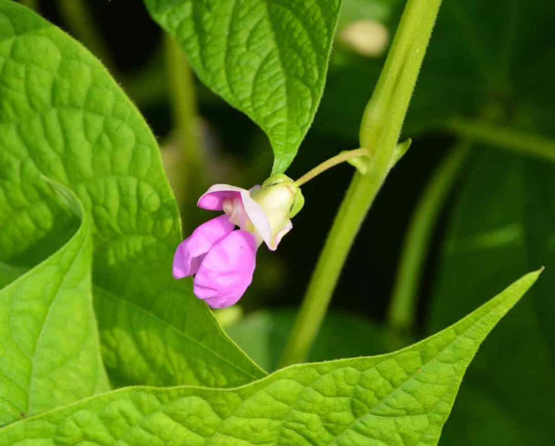 The Topcrop Bush Bean - Minneopa Orchards