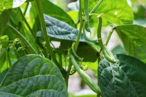 The Topcrop Bush Bean - Minneopa Orchards