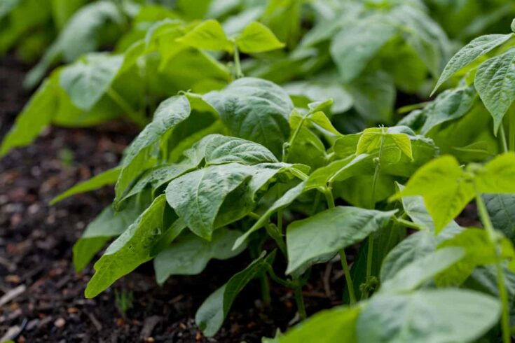 The Topcrop Bush Bean - Minneopa Orchards
