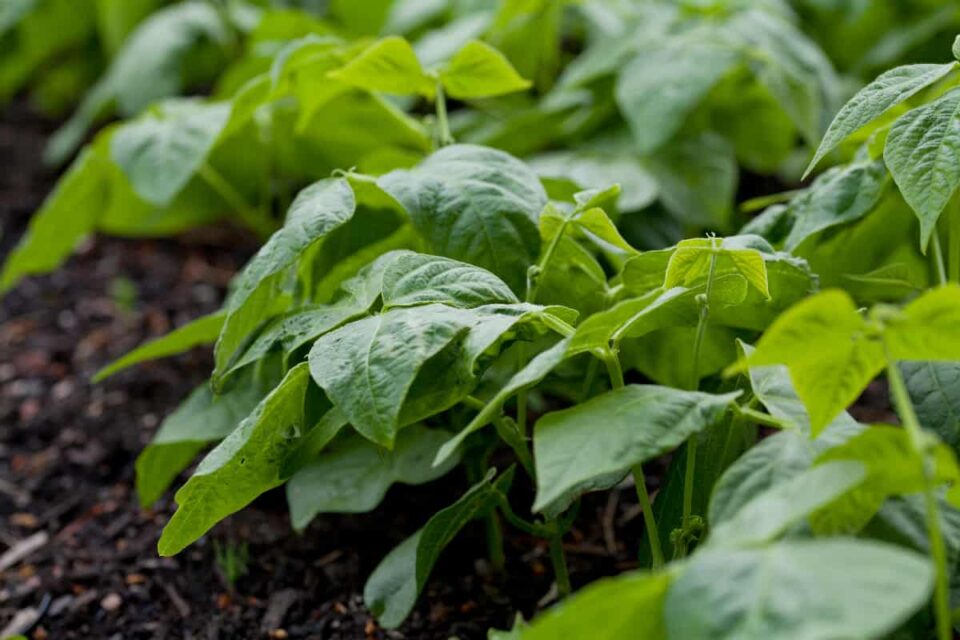 The Topcrop Bush Bean - Minneopa Orchards