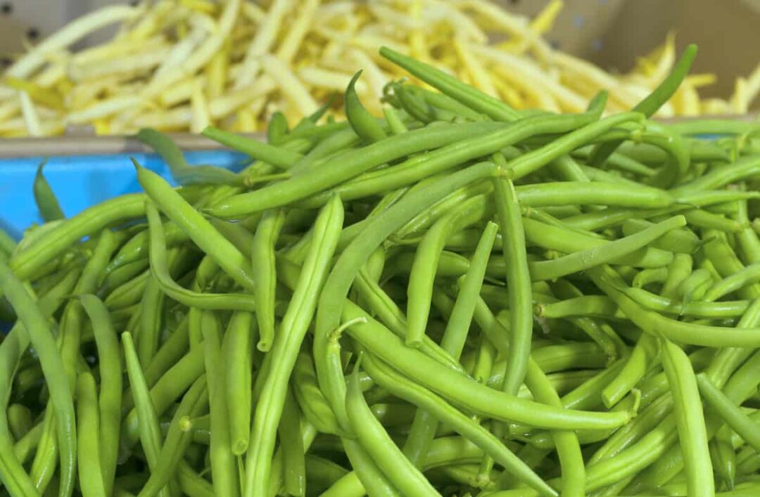All About Jade Bush Beans - Minneopa Orchards