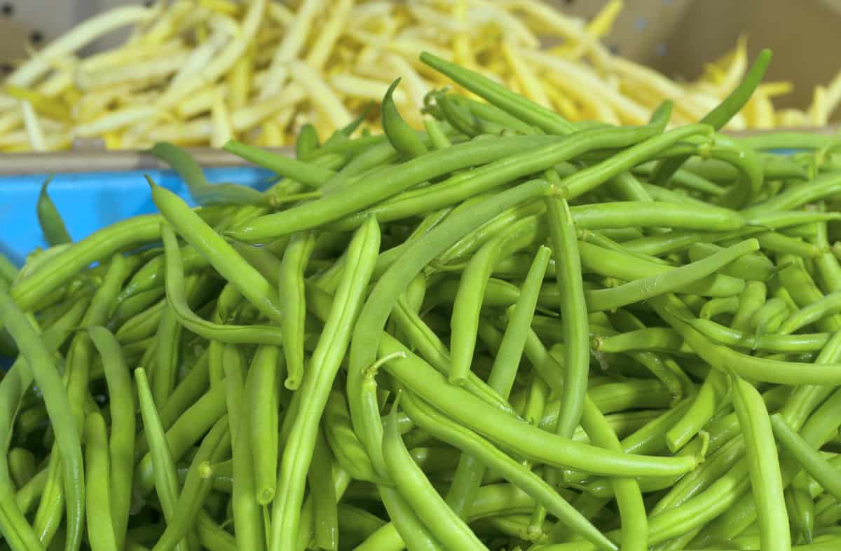 All About Jade Bush Beans - Minneopa Orchards