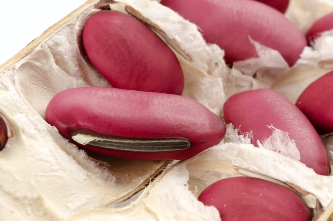 All About Sword Beans - Minneopa Orchards