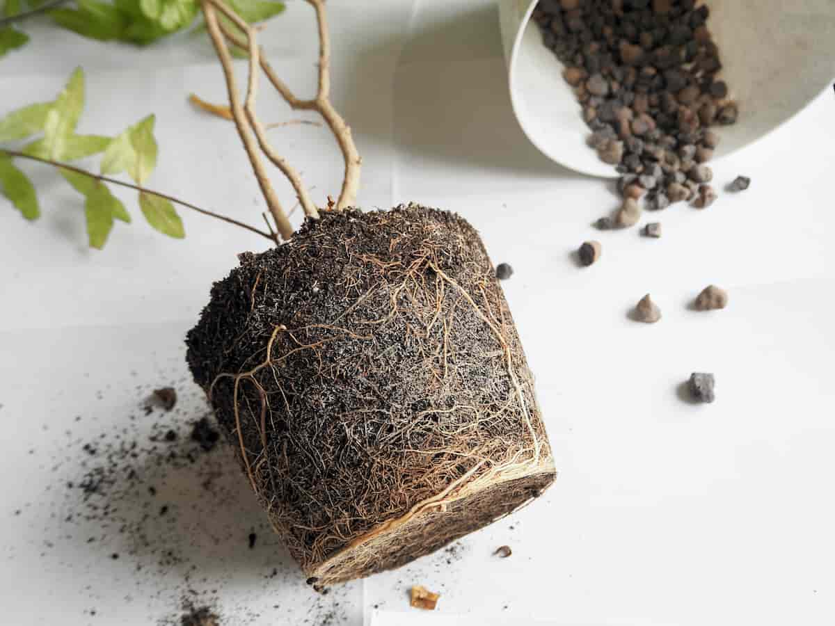 Pomegranate Tree - Minneopa Orchards