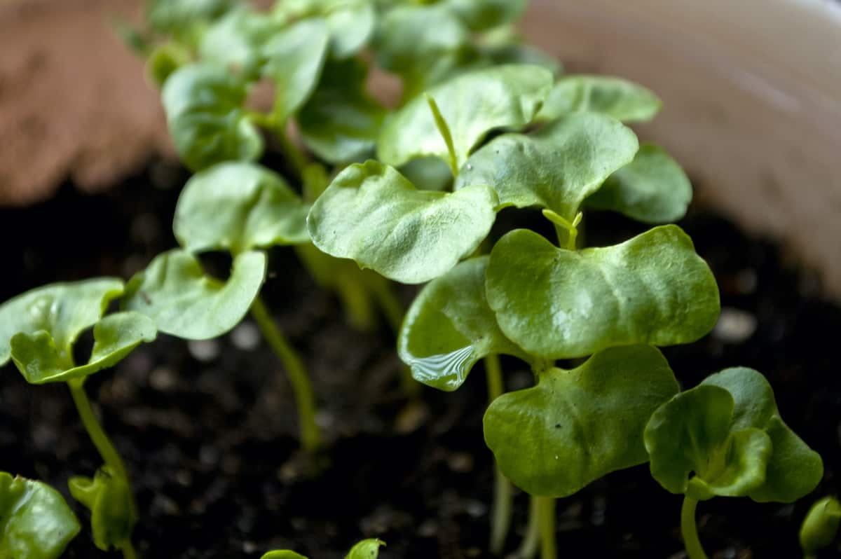 How to Plant a Pomegranate - Minneopa Orchards