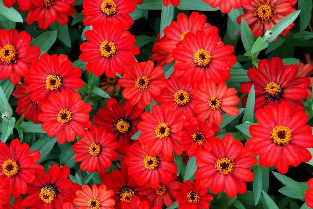 7 Important Facts About The Profusion Zinnia - Minneopa Orchards