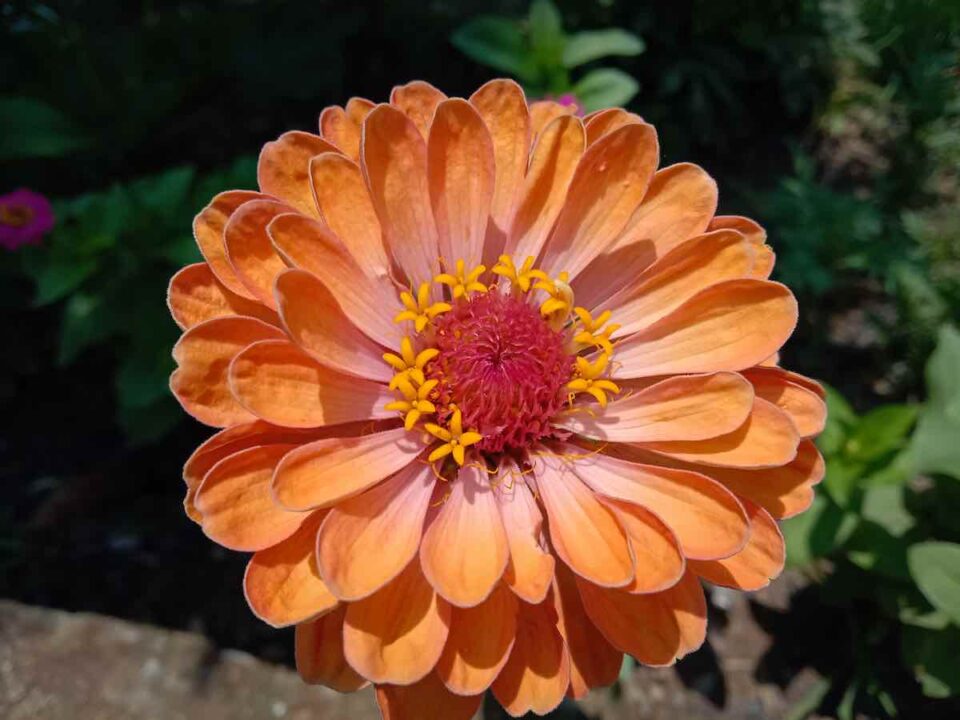 7 Important Facts About The Profusion Zinnia - Minneopa Orchards