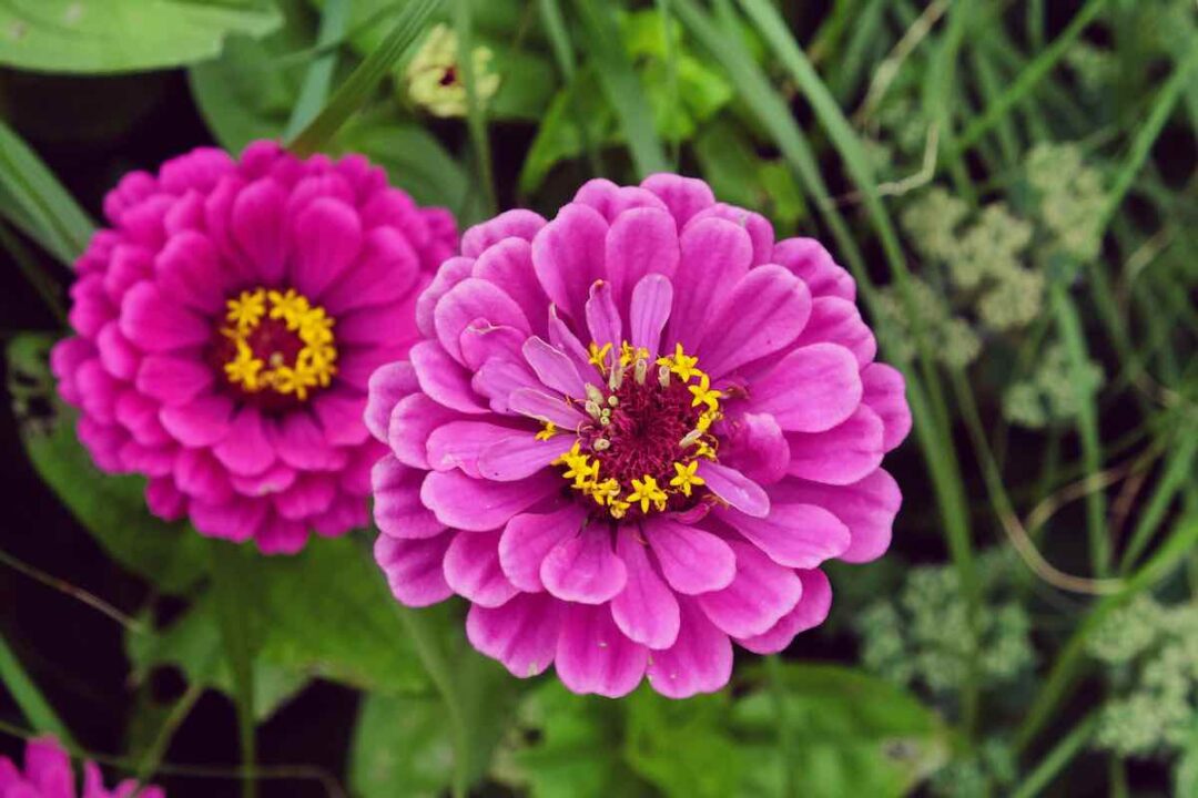 Three Important Facts About The Purple Prince Zinnia - Minneopa Orchards