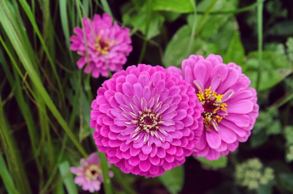 Three Important Facts About The Purple Prince Zinnia - Minneopa Orchards