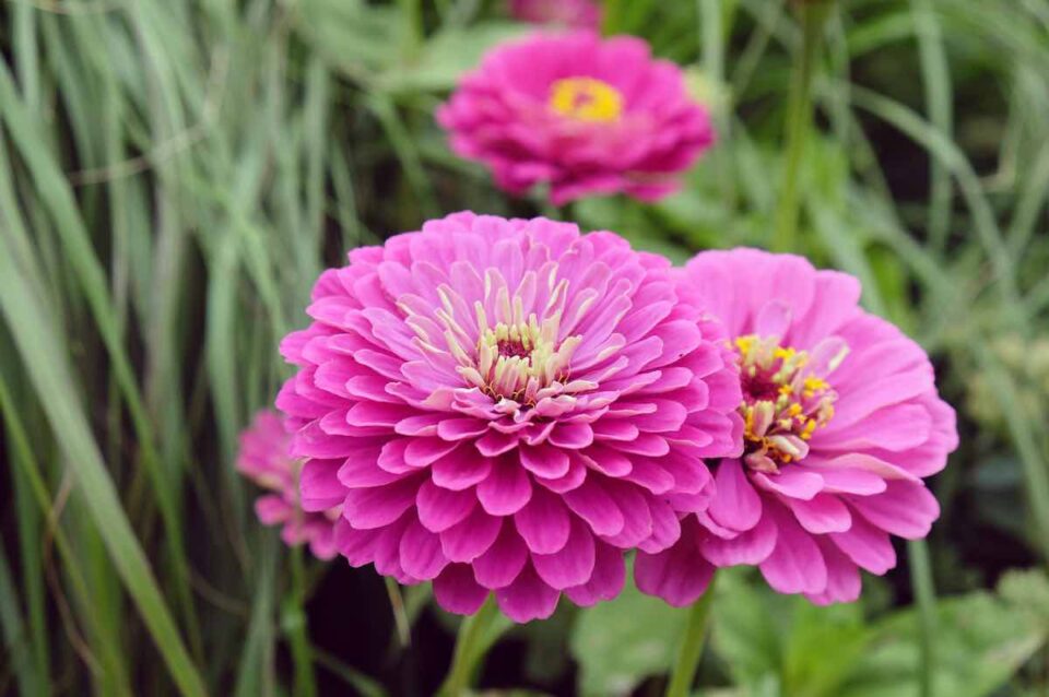 Three Important Facts About The Purple Prince Zinnia - Minneopa Orchards