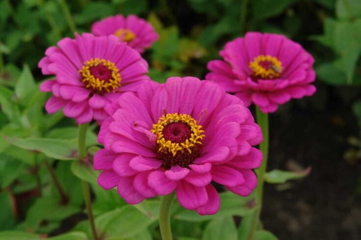 Three Important Facts About The Purple Prince Zinnia - Minneopa Orchards