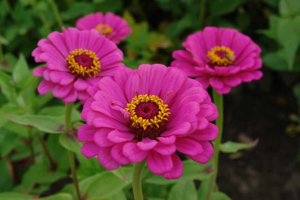 Three Important Facts About The Purple Prince Zinnia - Minneopa Orchards