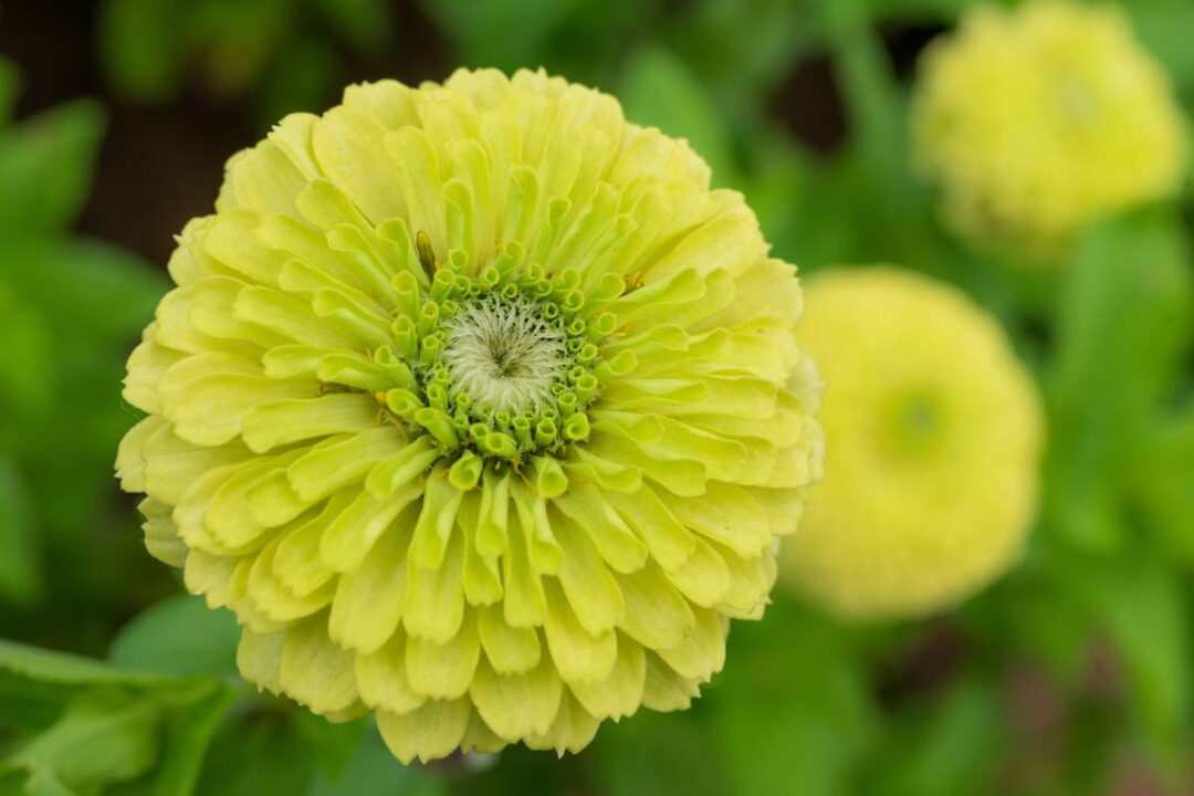 5 Important Facts About The Queen Lime Zinnia - Minneopa Orchards