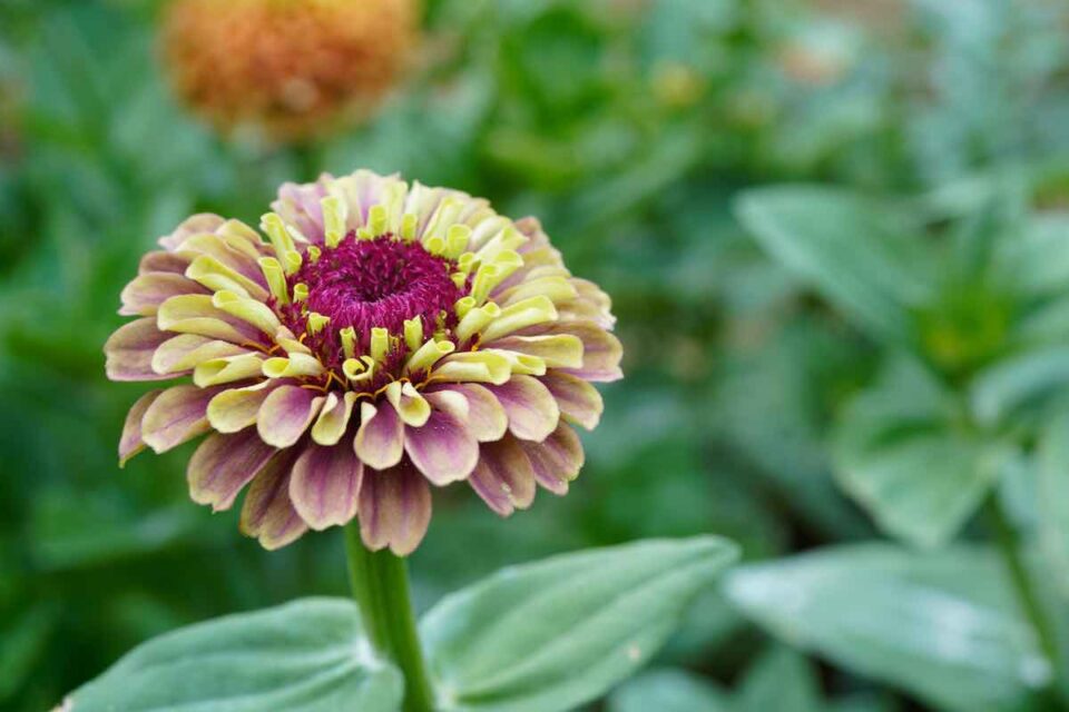 5 Important Facts About The Queen Lime Zinnia - Minneopa Orchards