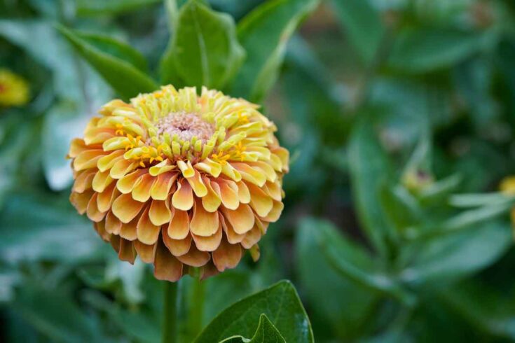 5 Important Facts About The Queen Lime Zinnia - Minneopa Orchards