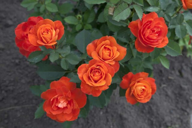 Floribunda Roses - Minneopa Orchards