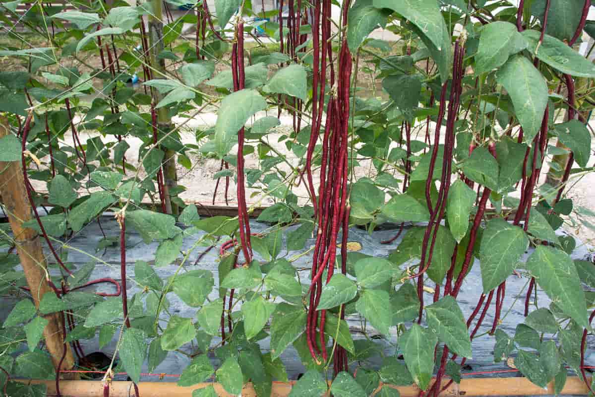 All About Red Noodle Beans - Minneopa Orchards