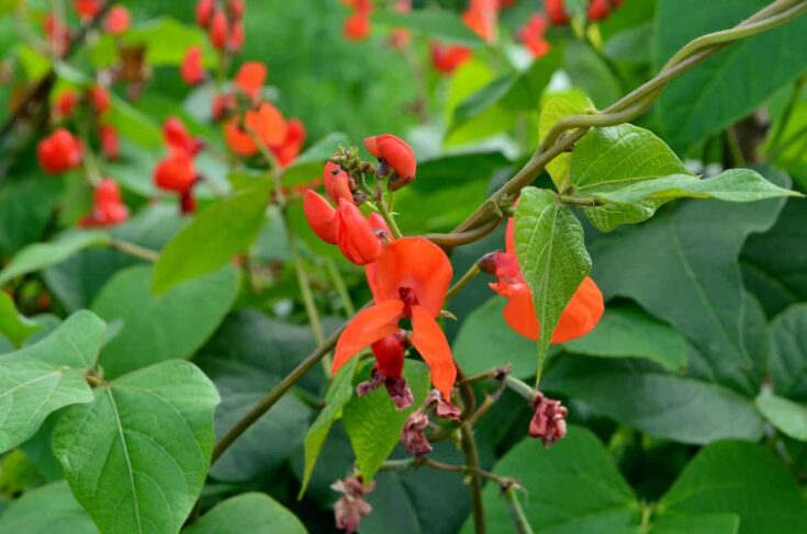 Scarlet Emperor Runner Beans - Minneopa Orchards