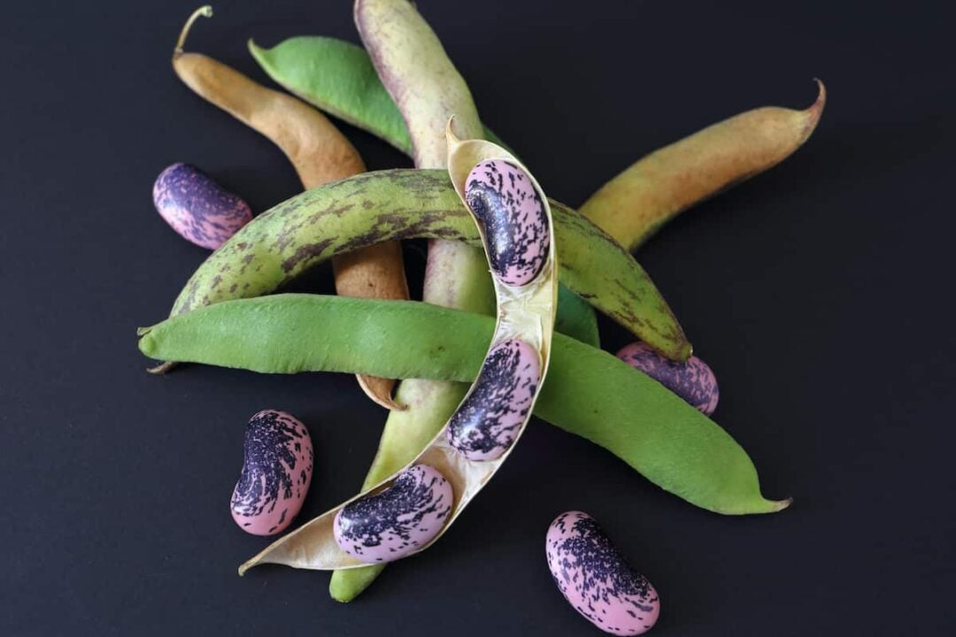 Scarlet Runner Pole Beans - Minneopa Orchards