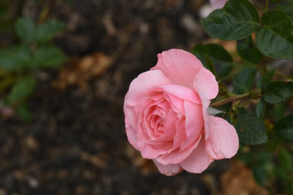 Floribunda Roses - Minneopa Orchards