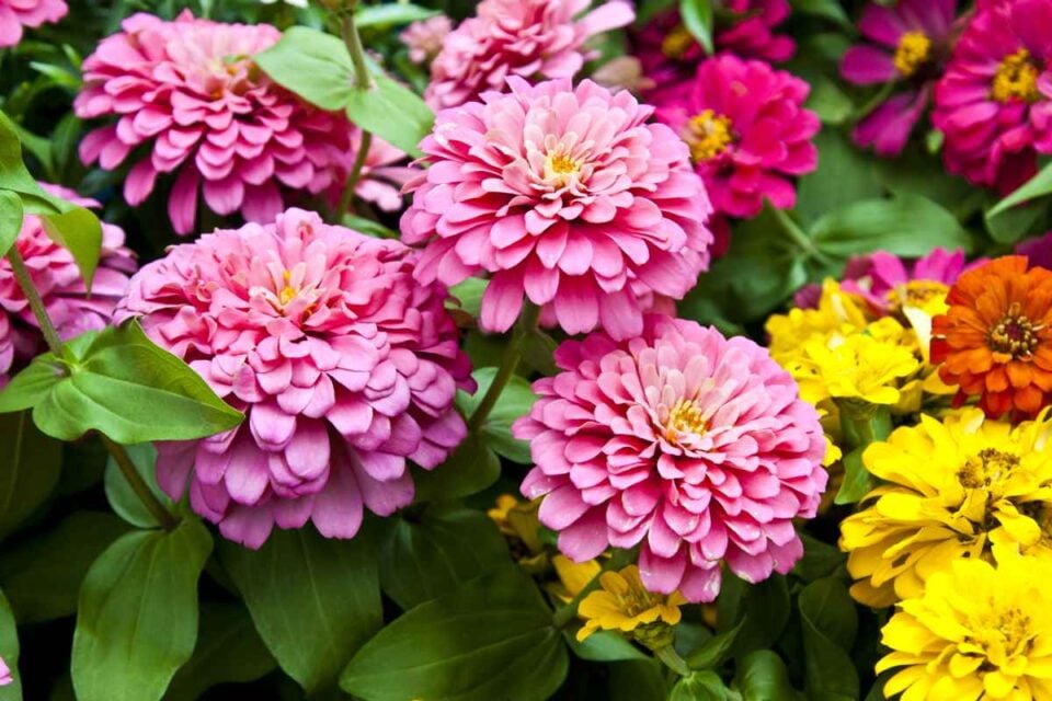 State Fair Zinnias: All You Need to Know About These Amazing Flowers ...
