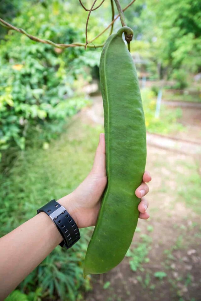 All About Sword Beans - Minneopa Orchards