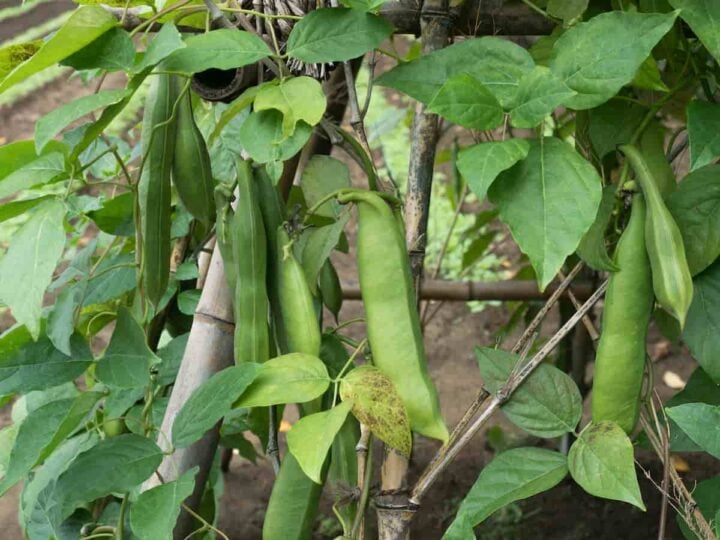 All About Sword Beans - Minneopa Orchards