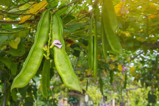 All About Sword Beans - Minneopa Orchards