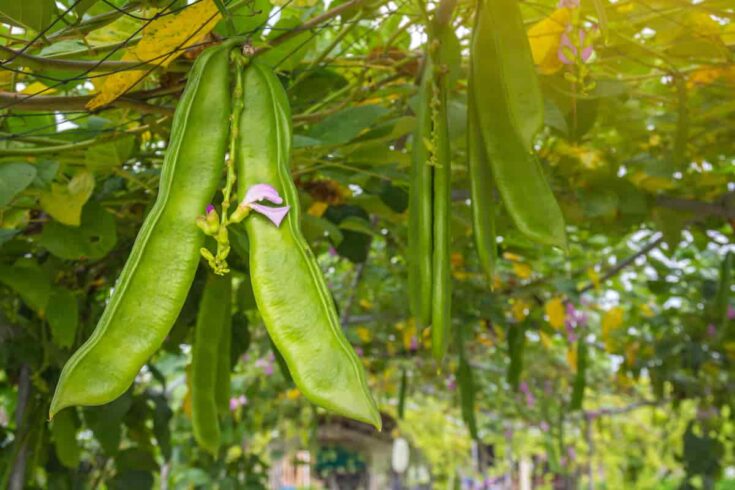 All About Sword Beans - Minneopa Orchards