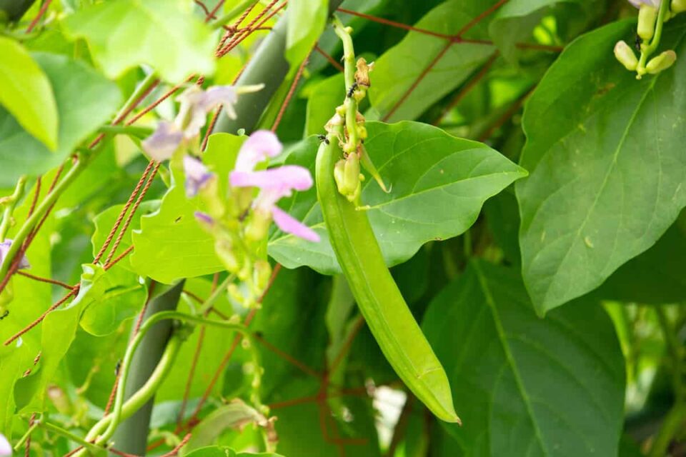 All About Sword Beans - Minneopa Orchards