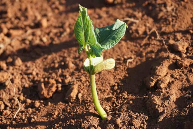 All About Sword Beans - Minneopa Orchards