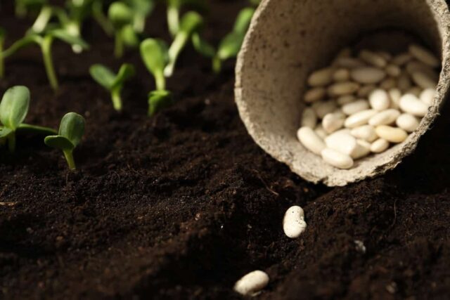 Seed Starting: The Complete Seed Starting Guide - Minneopa Orchards