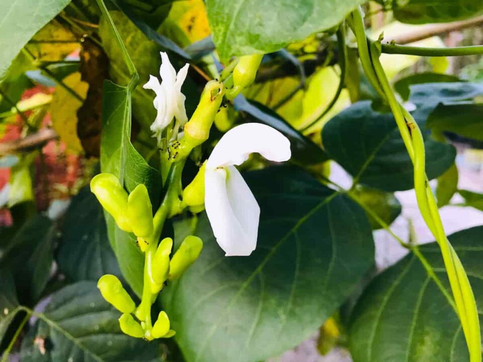 All About Sword Beans - Minneopa Orchards