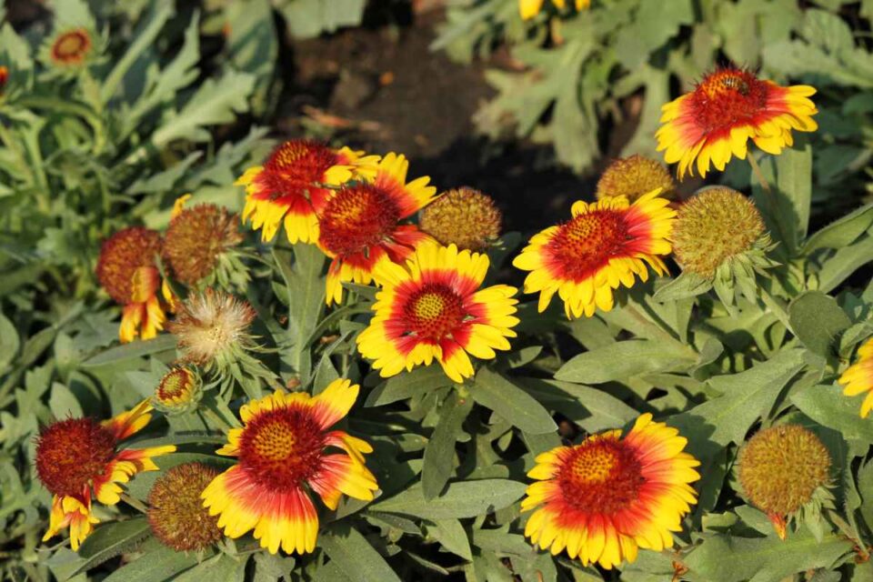 Zowie Yellow Flame Zinnias: Everything to Know About These Gorgeous ...