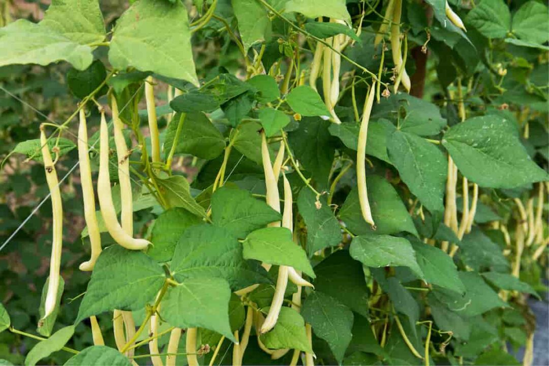 All About Yellow Wax Beans - Minneopa Orchards