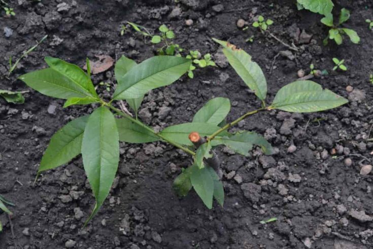 How to Plant a Peach Seed That Actually Grows - Minneopa Orchards