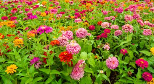State Fair Zinnias: All You Need to Know About These Amazing Flowers ...