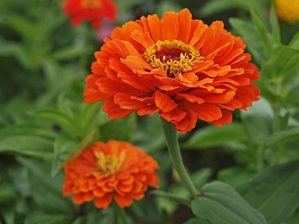 3 Important Factors of Zinnia Care - Minneopa Orchards