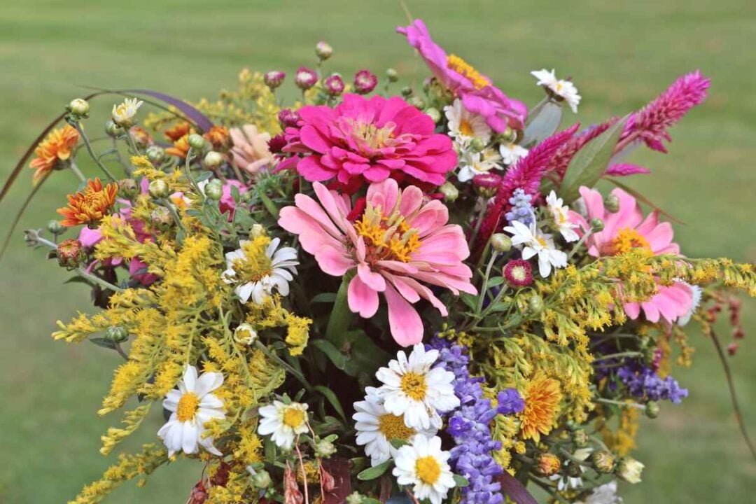 Dreamland Zinnias: Everything You Need to Know About These Incredible ...