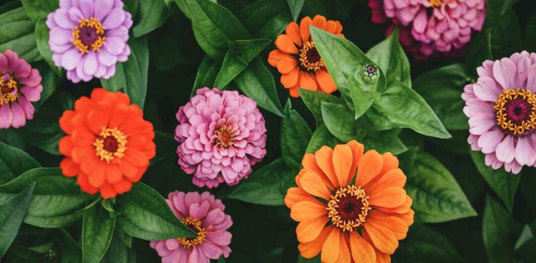 State Fair Zinnias: All You Need to Know About These Amazing Flowers ...