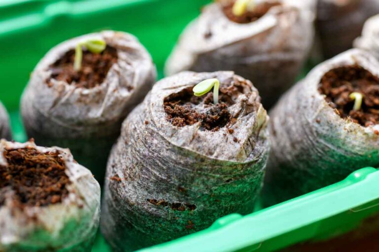 How to Use Seed Starting Plugs - Minneopa Orchards