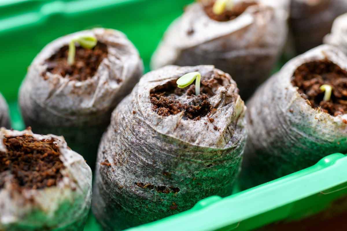 How to Use Seed Starting Plugs - Minneopa Orchards