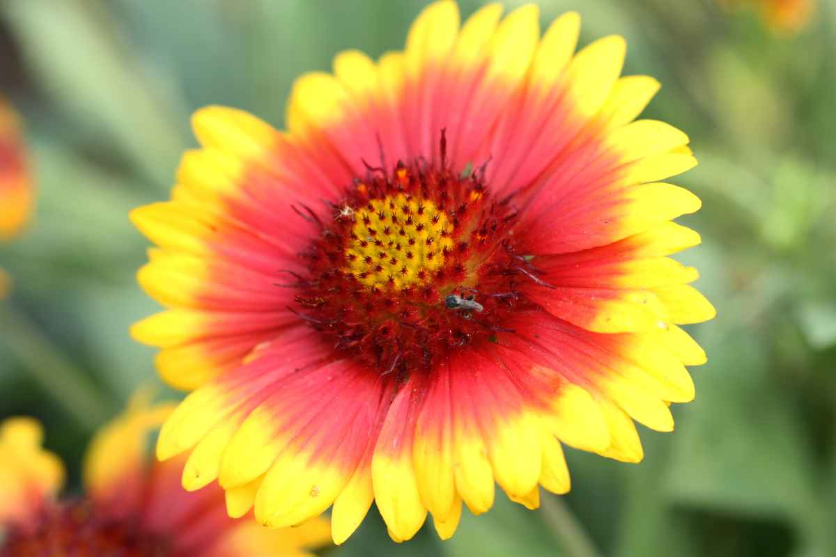 Zowie Yellow Flame Zinnias: Everything to Know About These Gorgeous ...