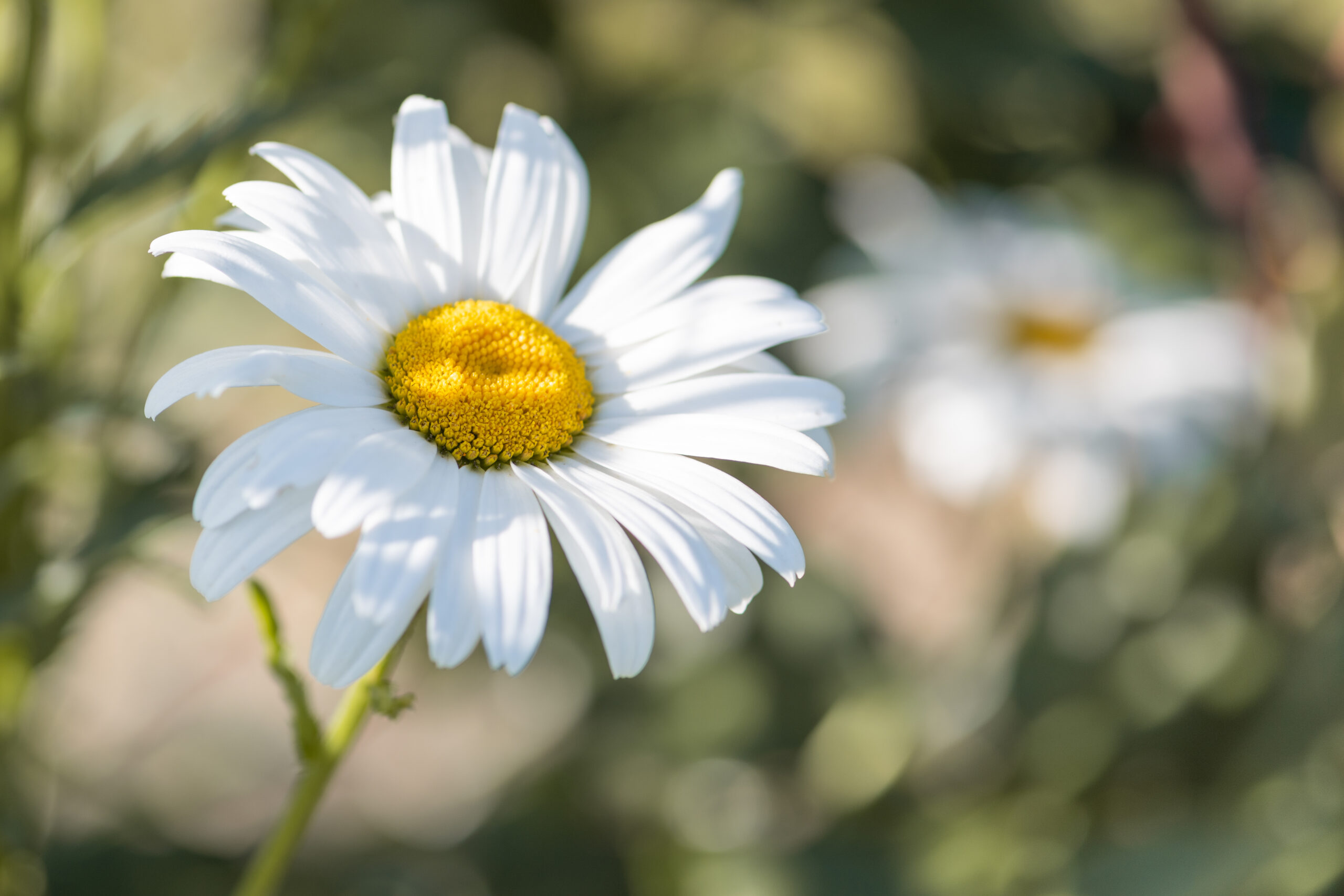Daisies - Minneopa Orchards