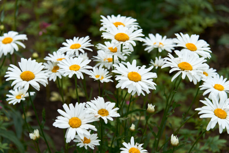 Daisies - Minneopa Orchards