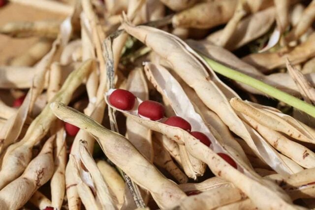 All About Adzuki Beans - Minneopa Orchards