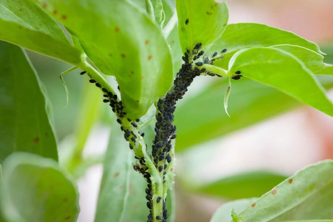 How to Identify, Treat, and Eliminate 5 Pumpkin Pests - Minneopa Orchards