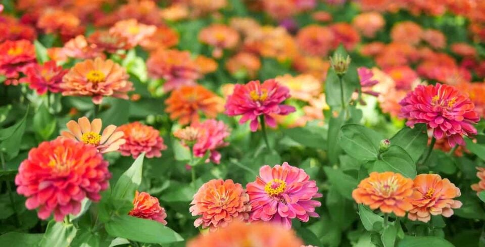 All About Benary's Giant Zinnias - Minneopa Orchards