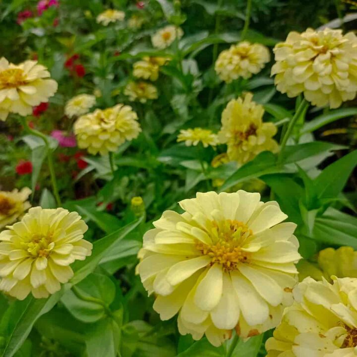 All About Benary's Giant Zinnias - Minneopa Orchards