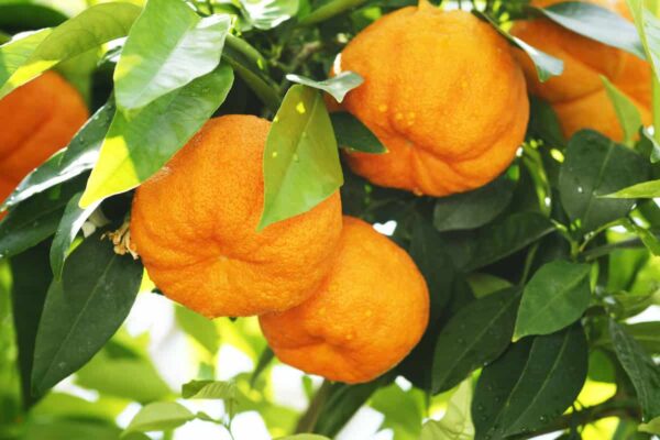 28 Different Types of Oranges - Minneopa Orchards